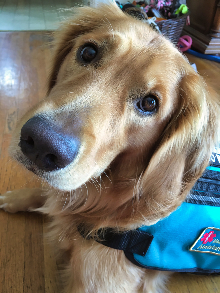 Service dog pics 2017 - Psychiatric Service Dog Partners