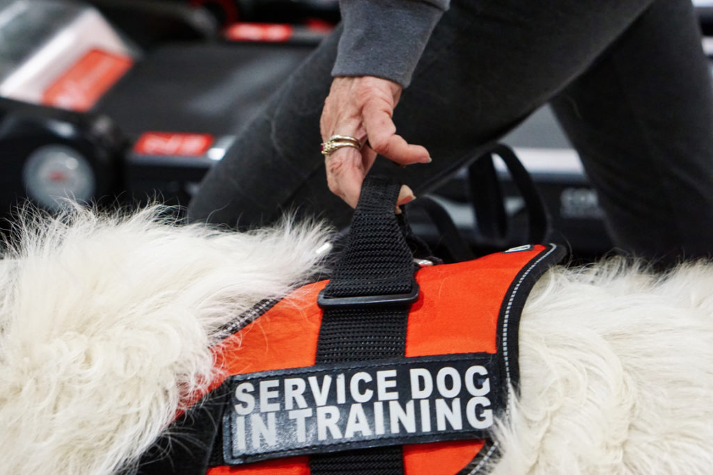 Service Dog Tasks Work Explanations And List for PSDs 
