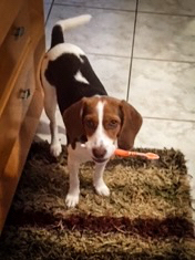 Service dog pics 2020 - Psychiatric Service Dog Partners