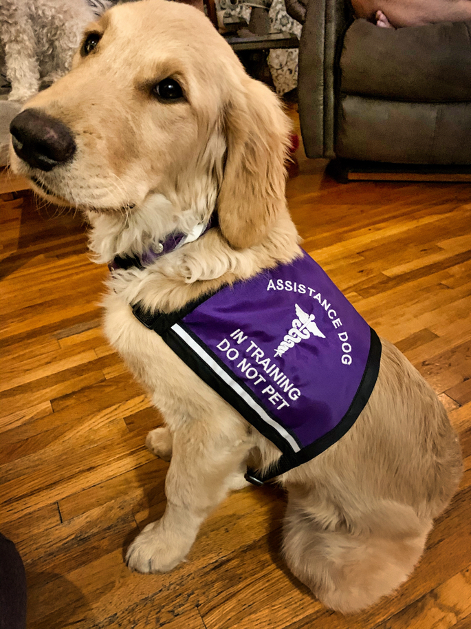 Service dog pics 2020 - Psychiatric Service Dog Partners